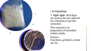 Eco imp of algae.pptx