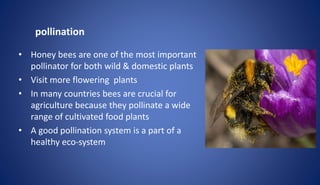 Economic importance og honey bees | PPTX