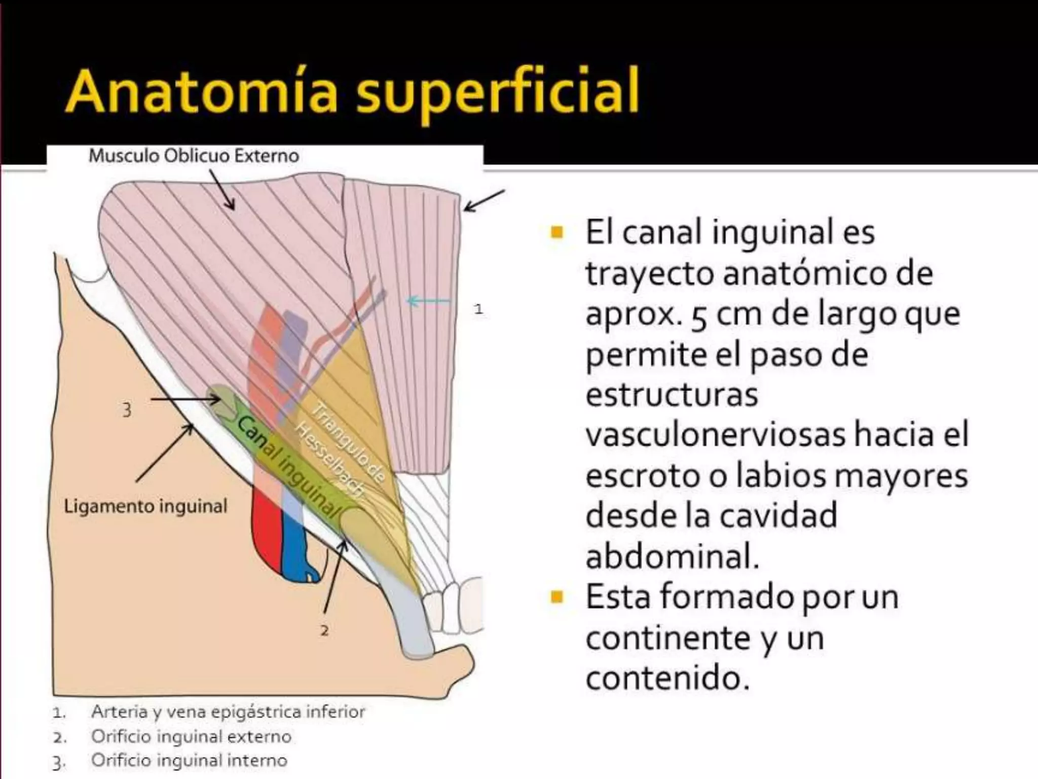 Ecografía inguinal. | PPTX