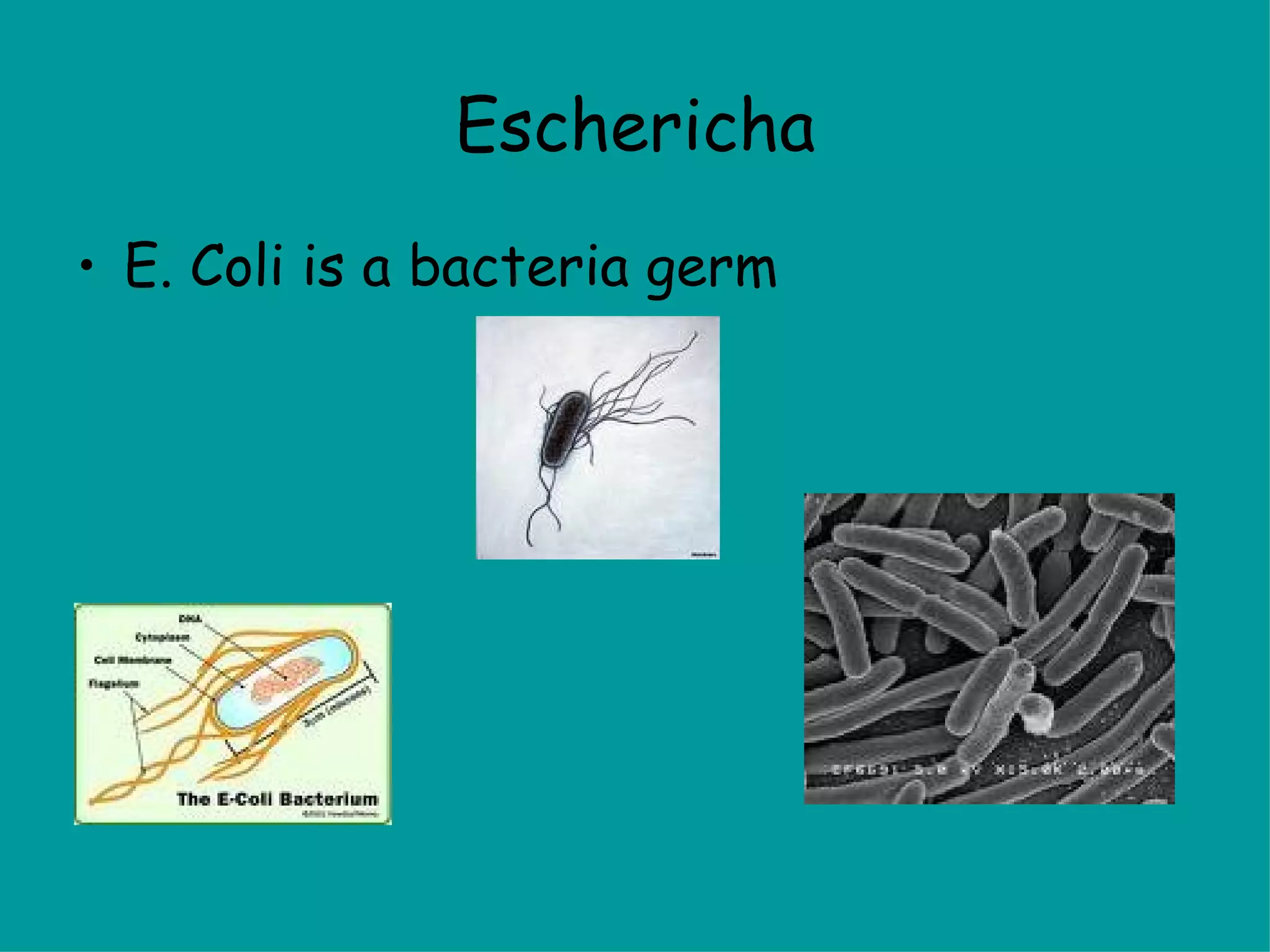 E coli | PPT