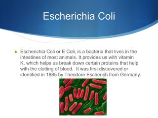 E coli | PPTX
