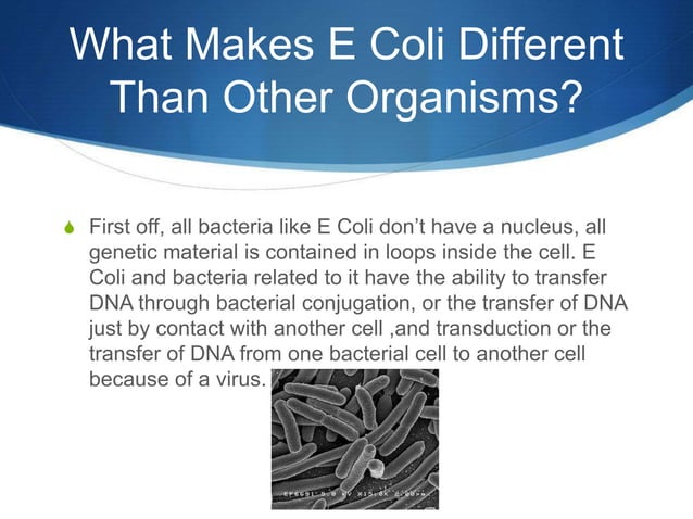 E coli | PPTX | Biological Sciences | Science