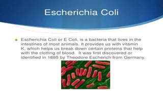 E Coli | PDF