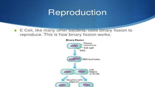 E Coli | PDF