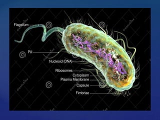 E. coli as a model organism in research | PPTX