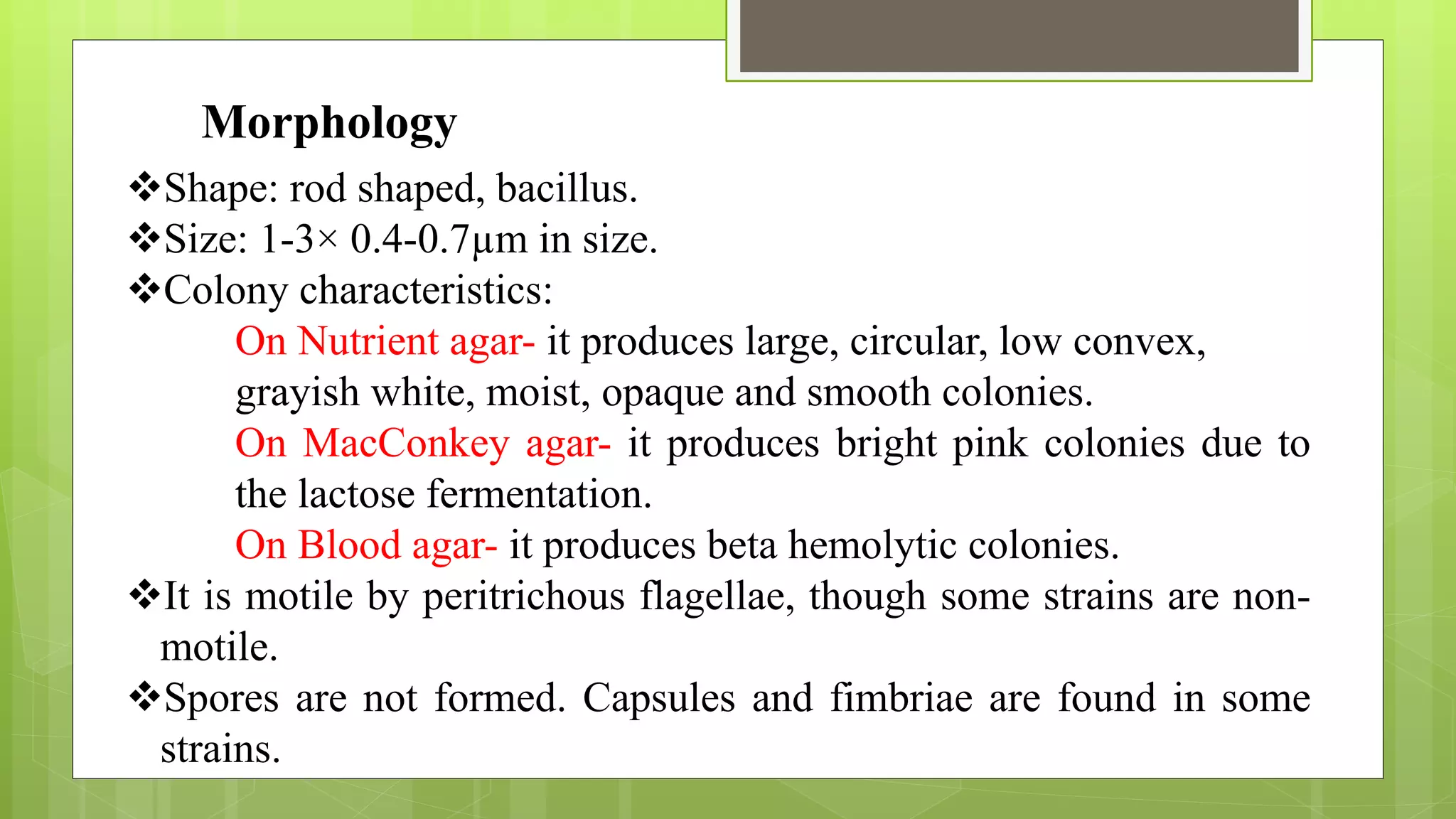 E coli | PPTX