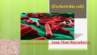 E coli | PPTX