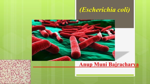 E coli | PPTX