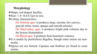 E Coli Plate Morphology