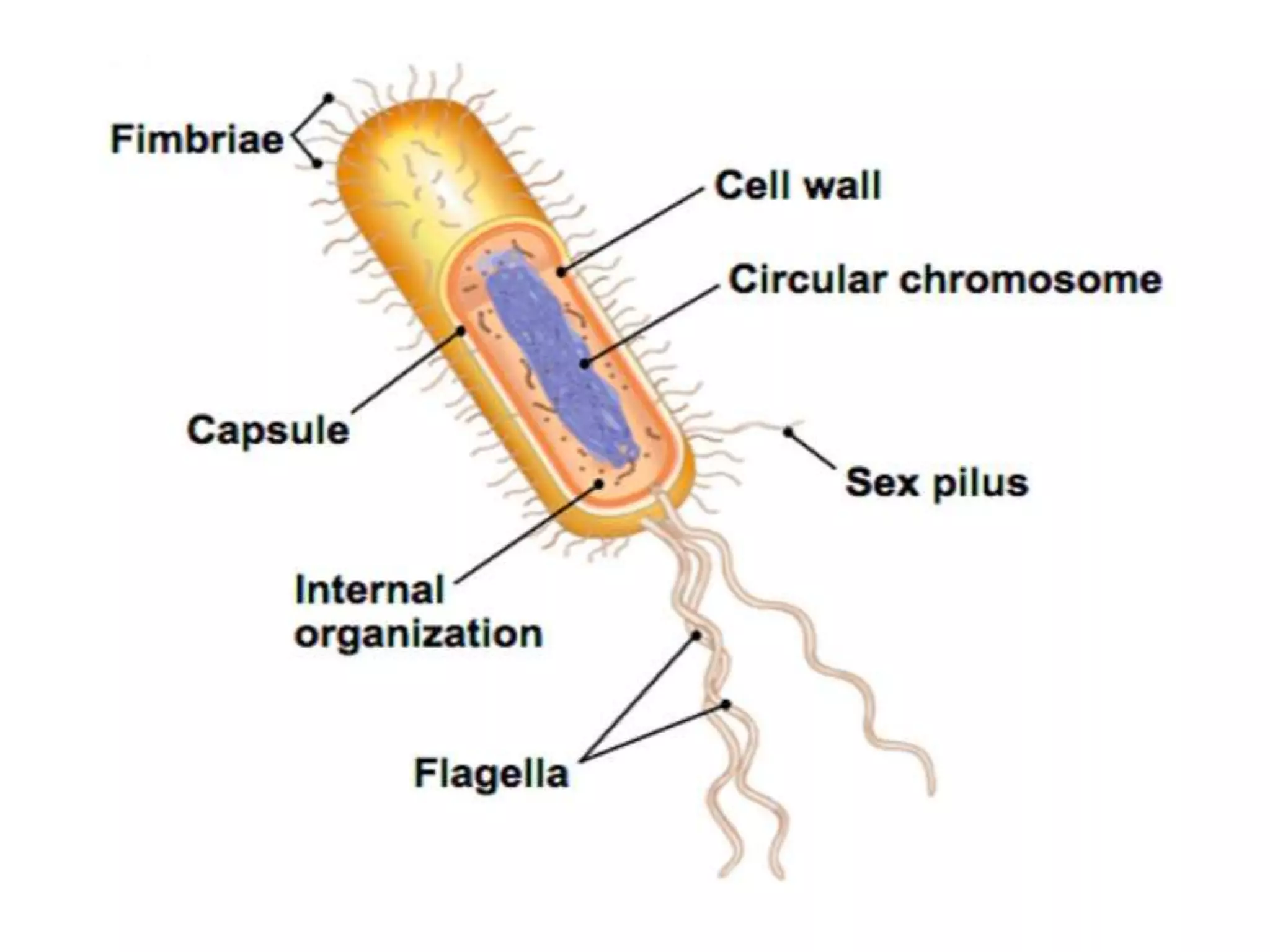 Study of E. coli on basis of Morphological, Cultural, Biochemical ...