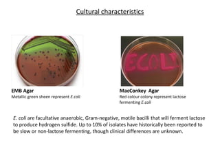 Study of E. coli on basis of Morphological, Cultural, Biochemical ...