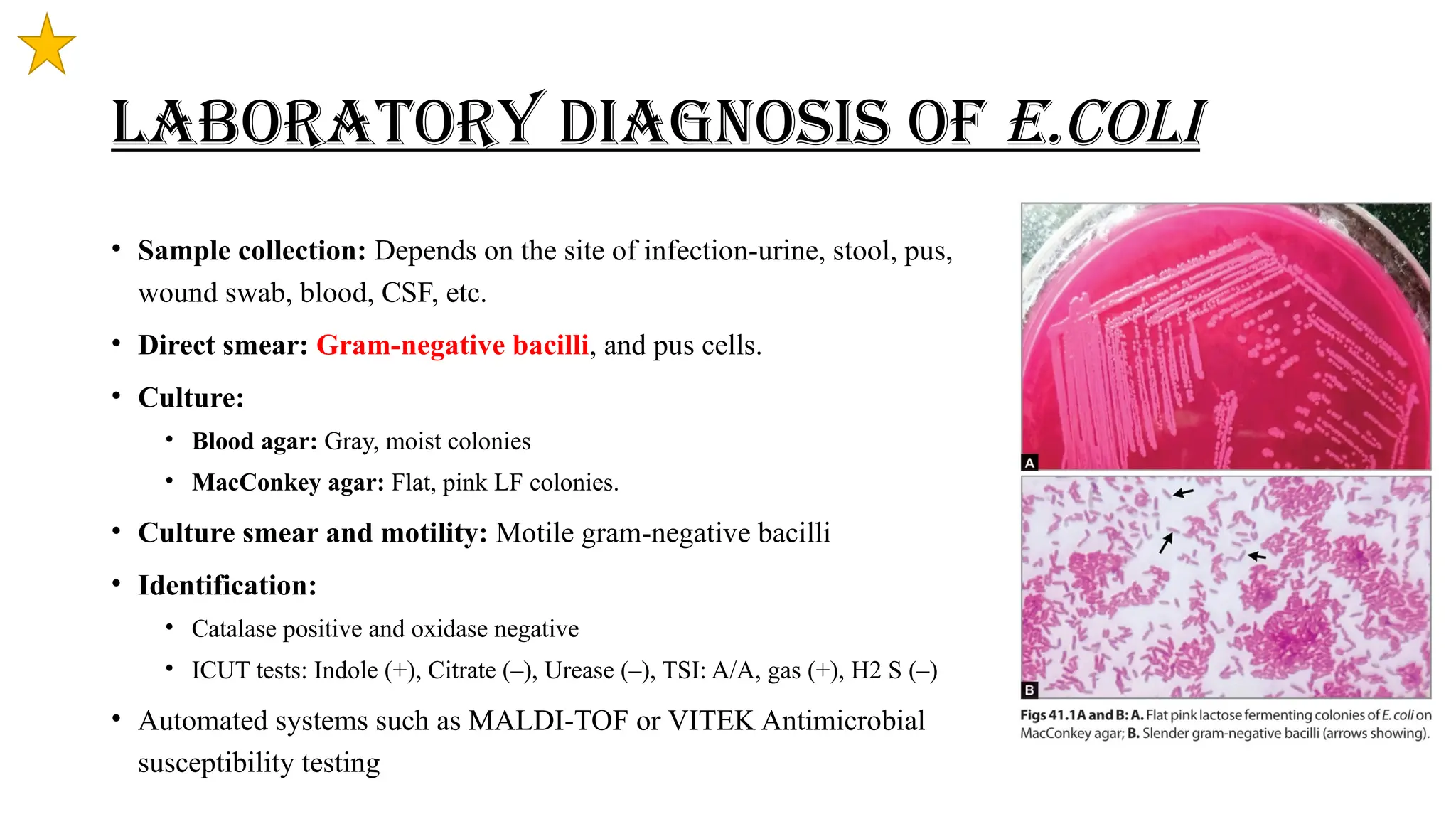 Ecoli diarrhea & Cholera: Pathogenesis and Lab diagnosis.pptx