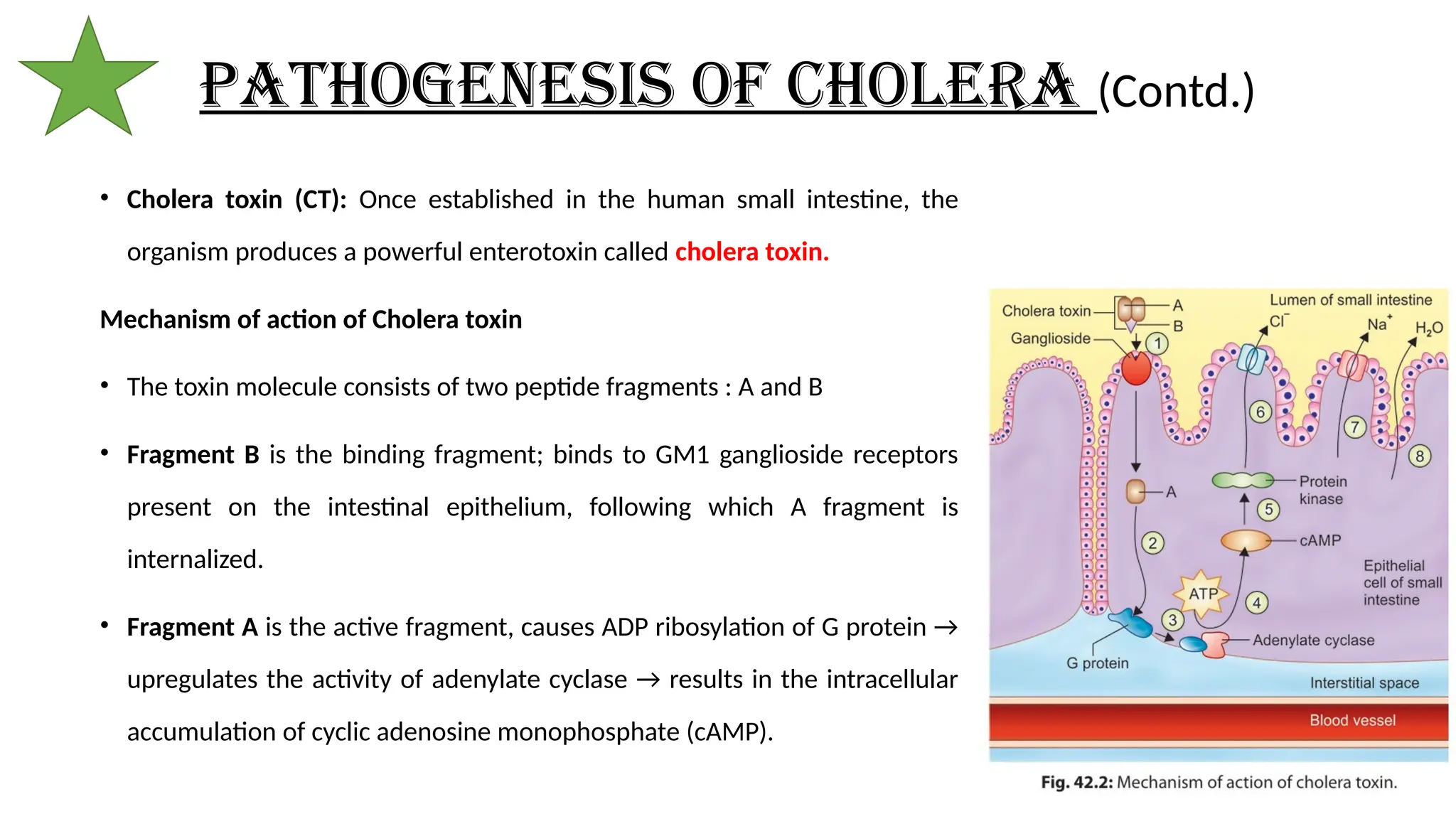 Ecoli diarrhea & Cholera: Pathogenesis and Lab diagnosis.pptx