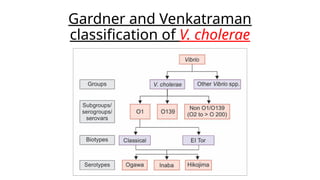 Ecoli diarrhea & Cholera: Pathogenesis and Lab diagnosis.pptx