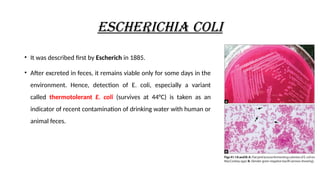 Ecoli diarrhea & Cholera: Pathogenesis and Lab diagnosis.pptx