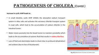 Ecoli diarrhea & Cholera: Pathogenesis and Lab diagnosis.pptx