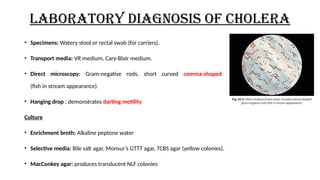 Ecoli diarrhea & Cholera: Pathogenesis and Lab diagnosis.pptx