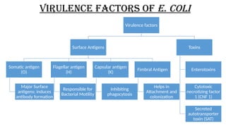 Ecoli diarrhea & Cholera: Pathogenesis and Lab diagnosis.pptx