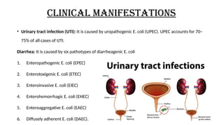 Ecoli diarrhea & Cholera: Pathogenesis and Lab diagnosis.pptx