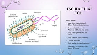 E coli ppt_Sarmad Durrani.pptx
