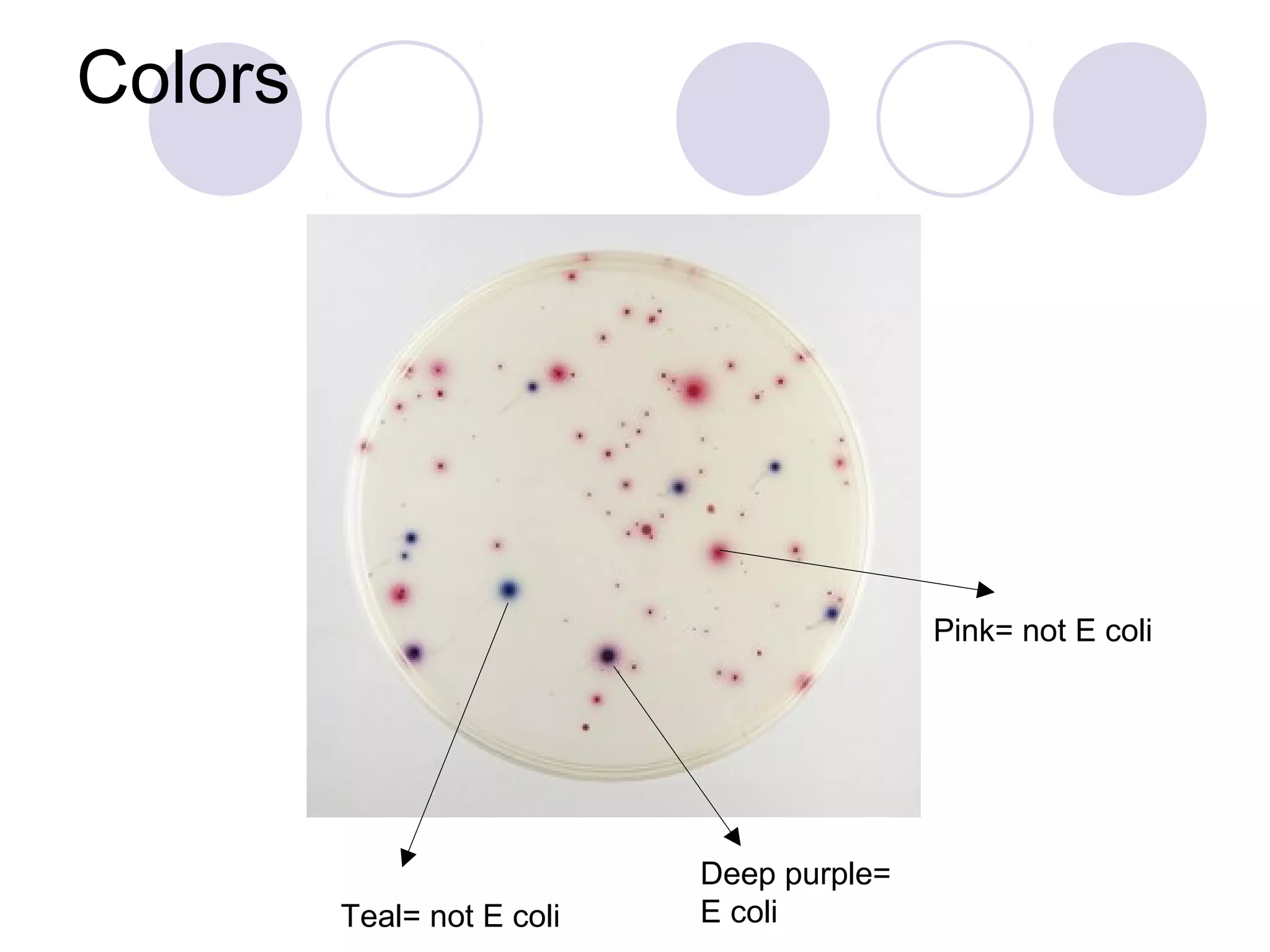 E coli testing | PPT | Chemistry | Science