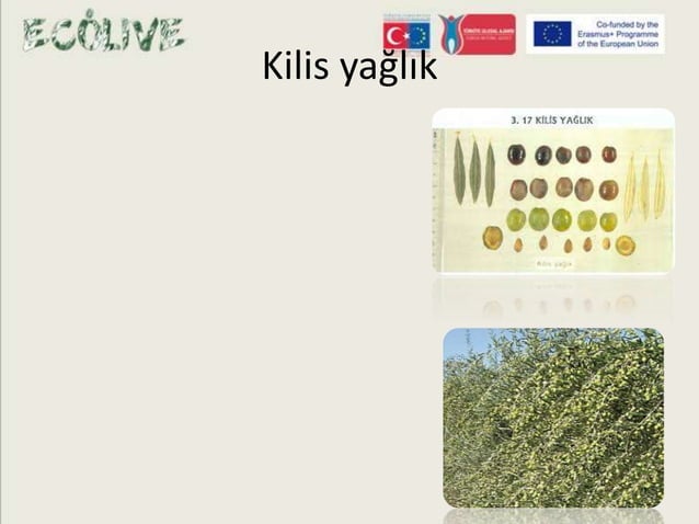 Ecolive photos of tr olive varieties | PPT
