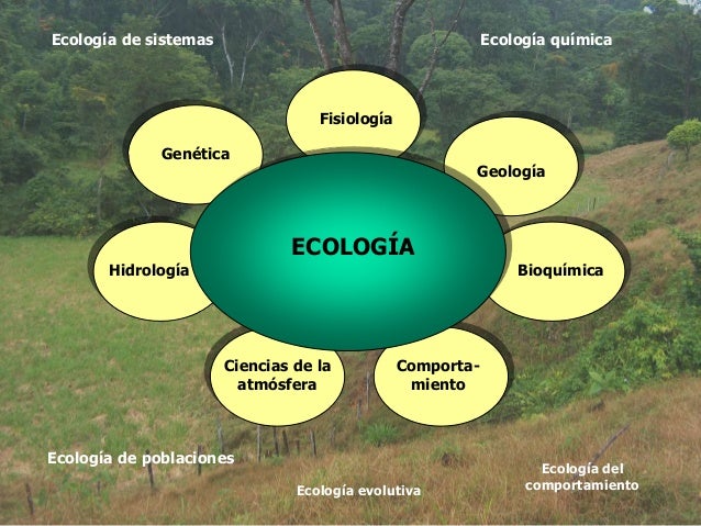 Ecologa