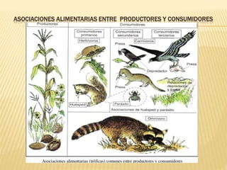 Ecología conservación y ecosistemas unidad 1 | PPT