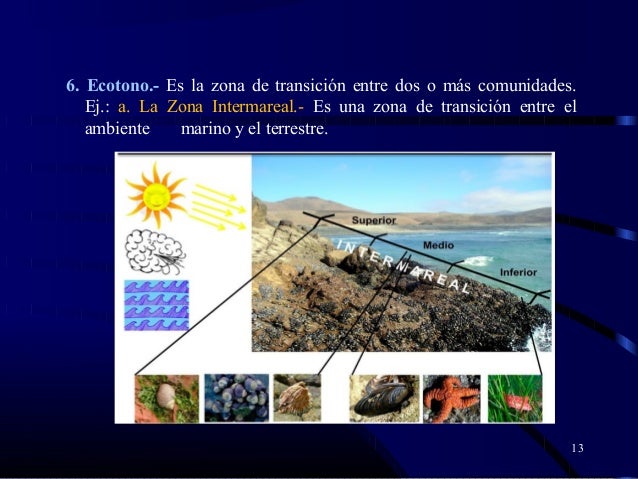 Qu Es Un Ecotono Y Cules Son Sus Caractersticas