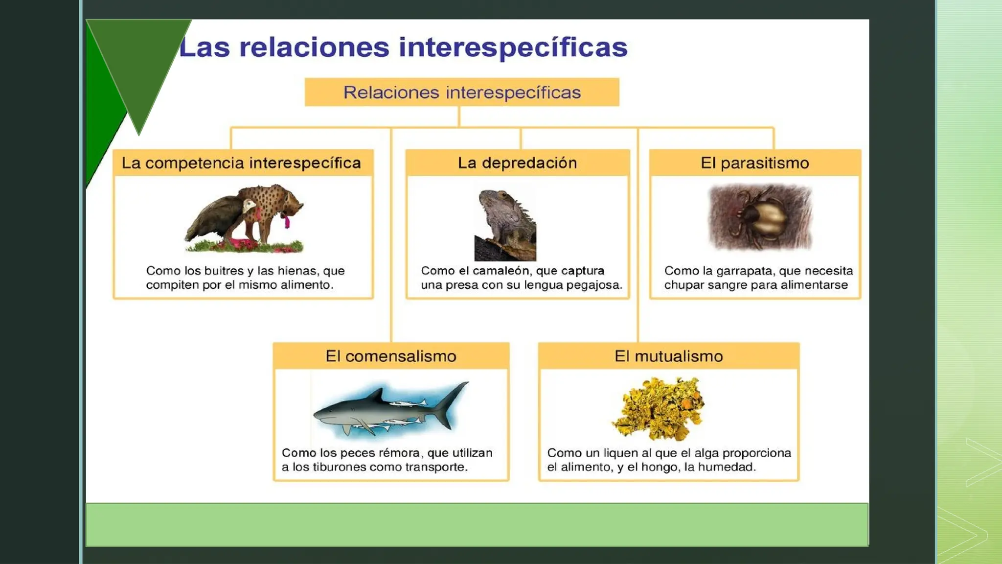 ECOLOGIA, Interacciones que se dan entre los seres vivos y el ...