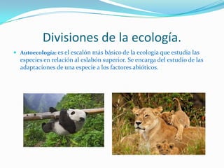 Ecologia conceptos | PPTX