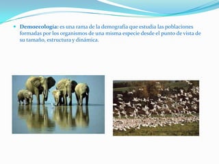Ecologia conceptos | PPTX