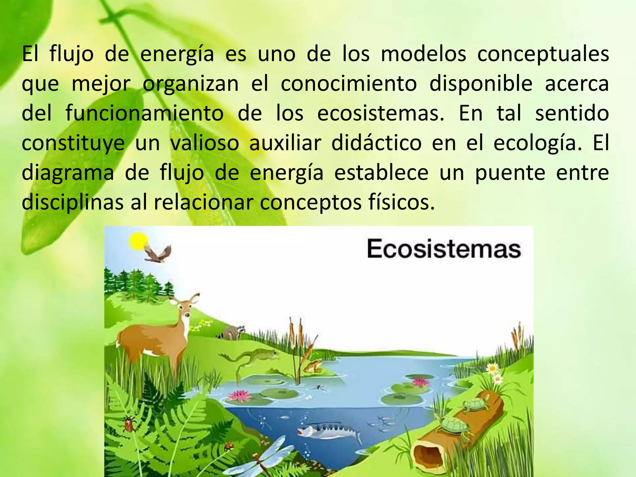 Flujo de materia y energia y tipos de piramides | PPTX | Biological ...
