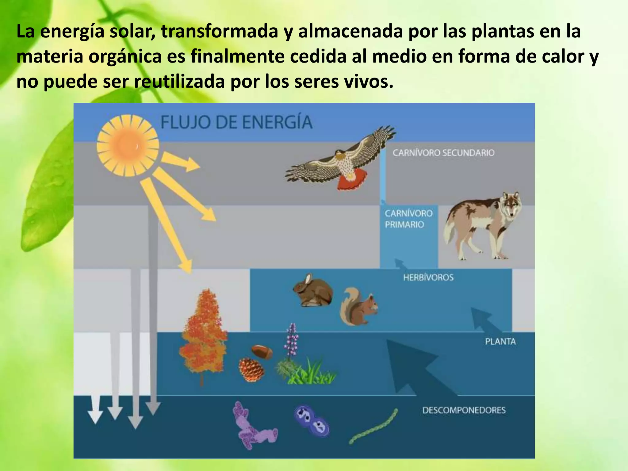 Flujo de materia y energia y tipos de piramides | PPTX | Biological ...