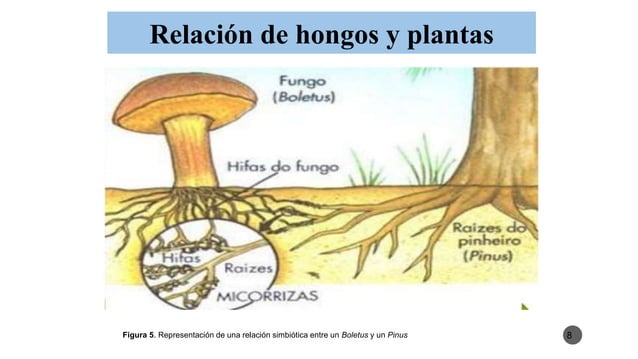 Ecologia de hongos