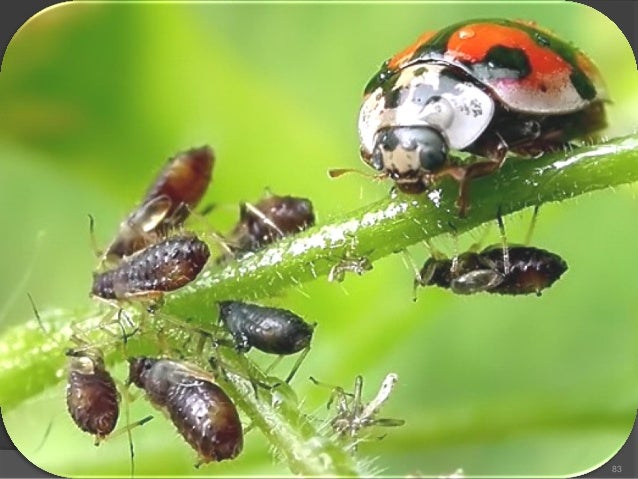 Ecologia de insectos