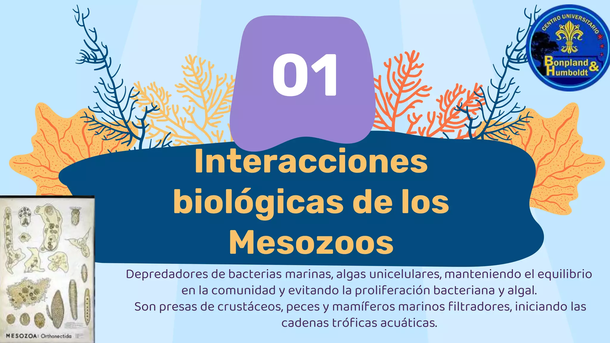 Ecologia de Mezozoos Placozoos y Poriferos final.pptx