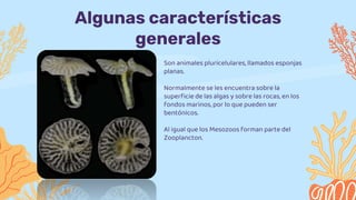 Ecologia de Mezozoos Placozoos y Poriferos final.pptx