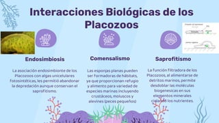 Ecologia de Mezozoos Placozoos y Poriferos final.pptx