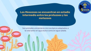 Ecologia de Mezozoos Placozoos y Poriferos final.pptx
