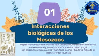 Ecologia de Mezozoos Placozoos y Poriferos final.pptx
