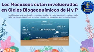 Ecologia de Mezozoos Placozoos y Poriferos final.pptx