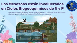 Ecologia de Mezozoos Placozoos y Poriferos final.pptx