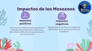 Ecologia de Mezozoos Placozoos y Poriferos final.pptx