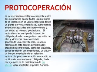 Interacciones Ecológicas | PPTX