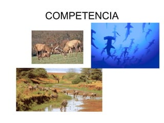 Competencia Ecologia