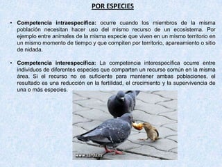 Competencia Ecologia