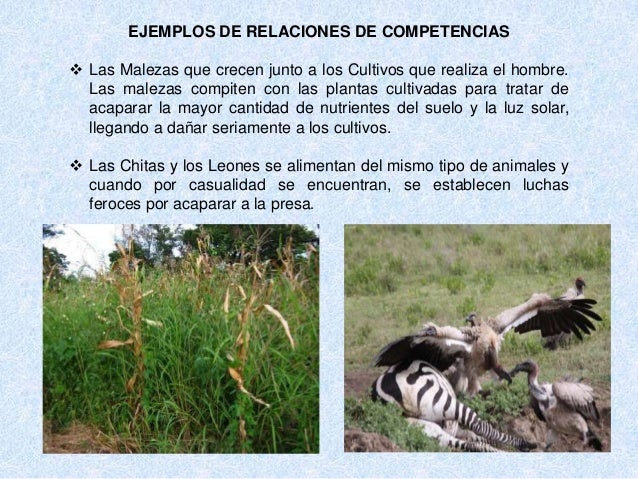 Ejemplos De Competencia En Ecologia - slipingamapa