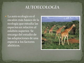 Ecologia medio ambiente y ramas de estudio equipo 1 | PPTX