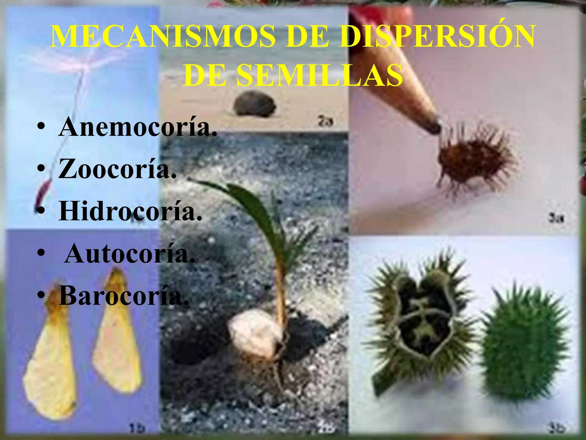Ecología y la dispersión de semilla | PPTX